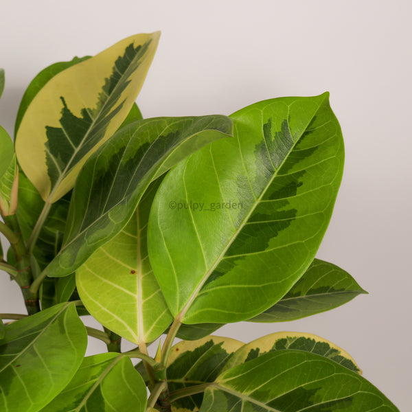 Large Ficus altissima (75cm) in Nursery Grow Pot – Pulpy Garden