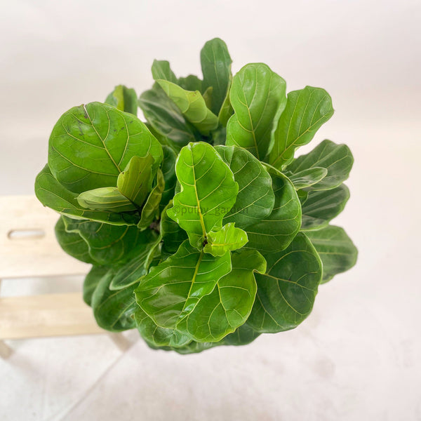 Large Ficus Lyrata - 'Fiddle Leaf Fig’ (148cm) in Nursery Grow Pot ...