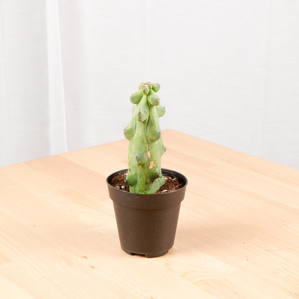 Cactus - Myrtillocactus geometrizans (Boobie Cactus) in Nursery Grow P ...