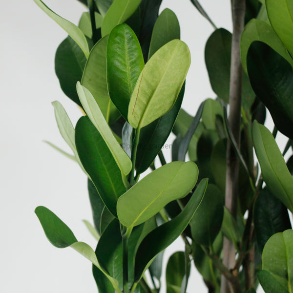 Large Happiness tree (236cm) in Nursery Grow Pot – Pulpy Garden