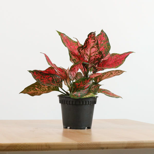 Aglaonema Red Ruby in Nursery Grow Pot – Pulpy Garden