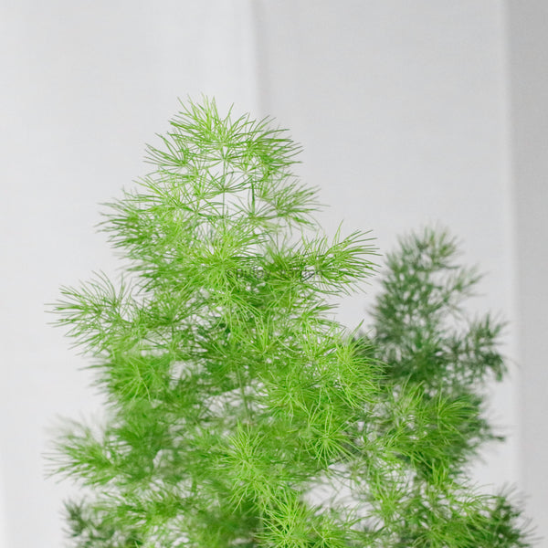 Ming Fern in Nursery Grow Pot – Pulpy Garden